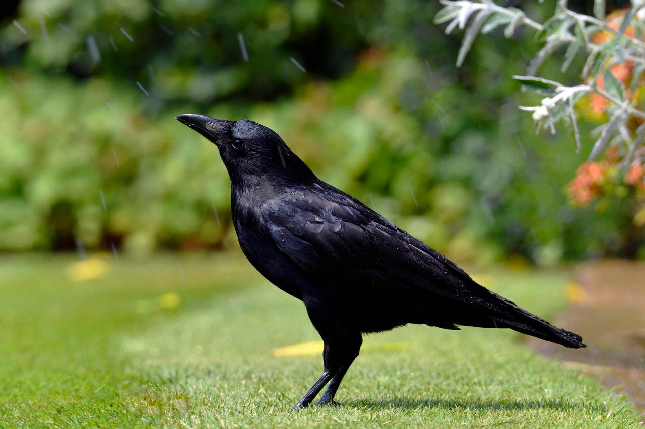 Crows as Pets: Is It Legal to Have a Pet Crow? - PetHelpful
