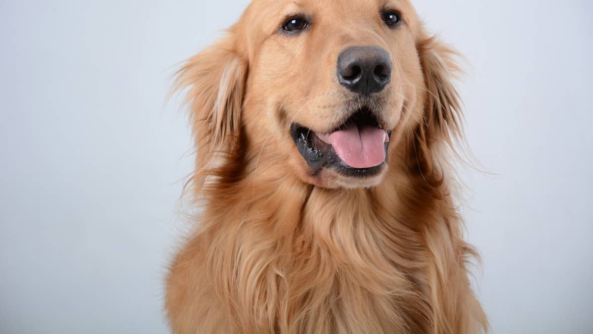 Clever Golden Retriever Creates His Own Perfect Pool Day - PetHelpful