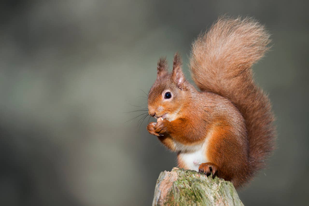 How to Befriend a Squirrel and Earn Their Trust - PetHelpful