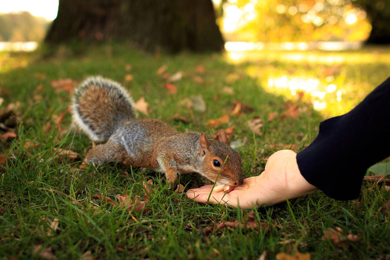 How to Befriend a Squirrel and Earn Their Trust - PetHelpful