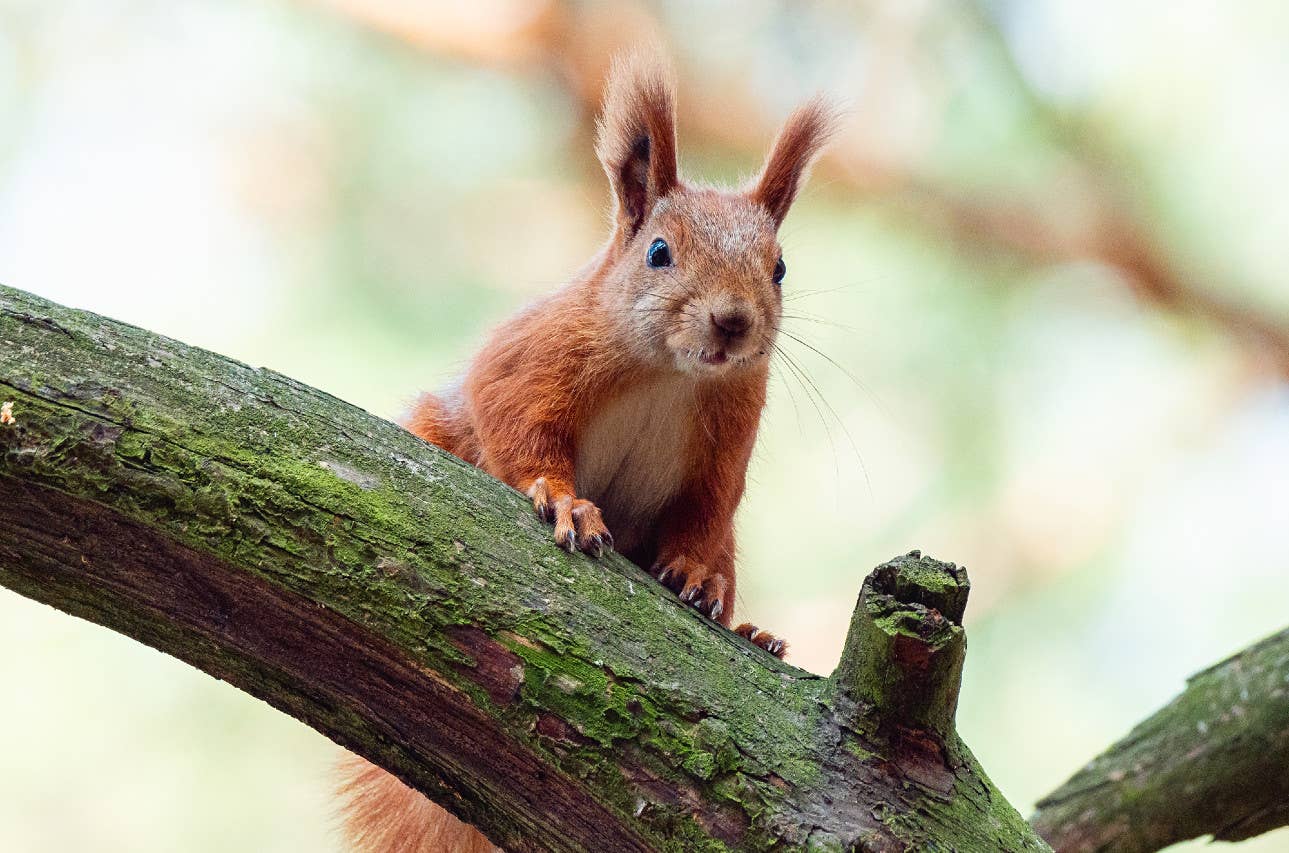 How to Befriend a Squirrel and Earn Their Trust - PetHelpful