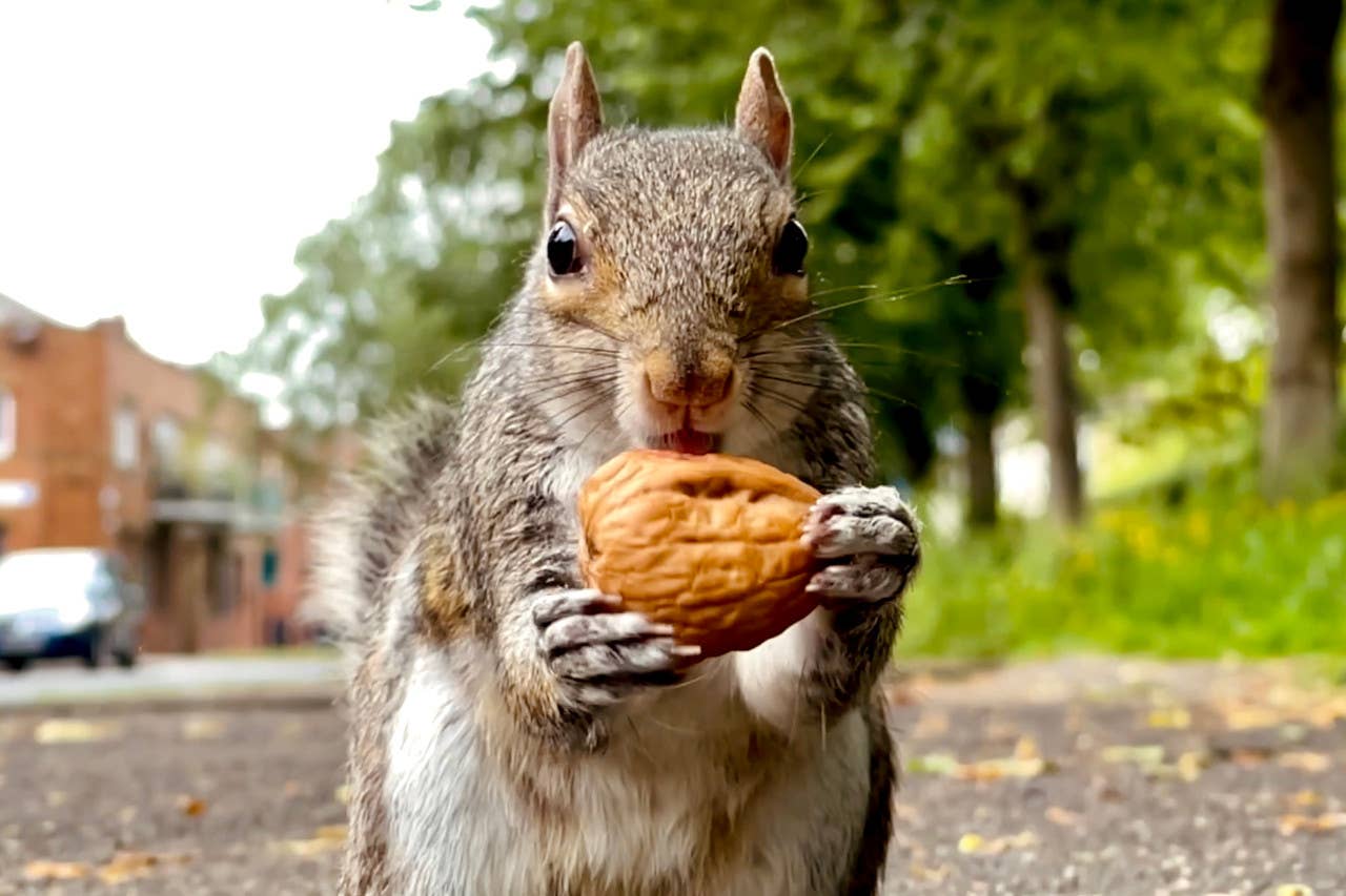 How to Befriend a Squirrel and Earn Their Trust - PetHelpful