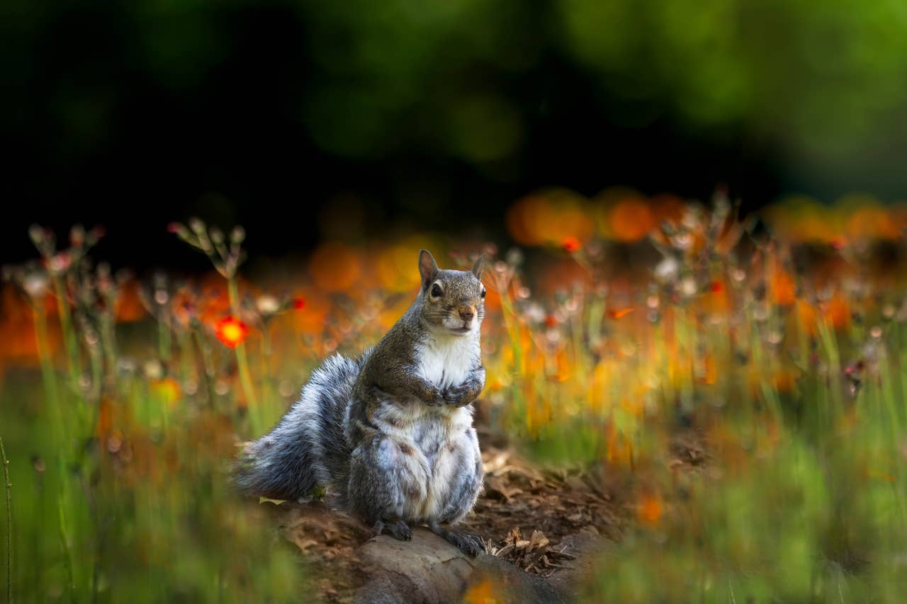 How to Befriend a Squirrel and Earn Their Trust - PetHelpful