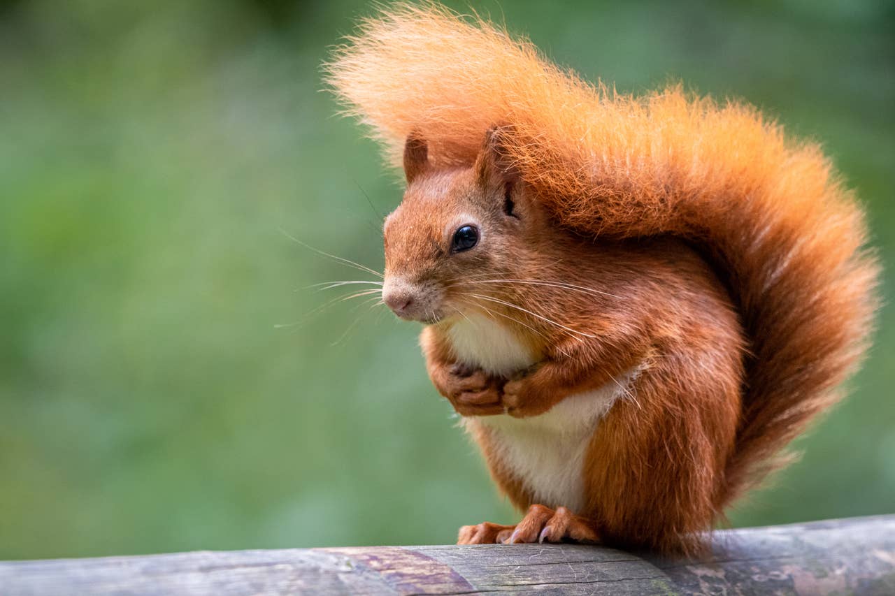 How to Befriend a Squirrel and Earn Their Trust - PetHelpful