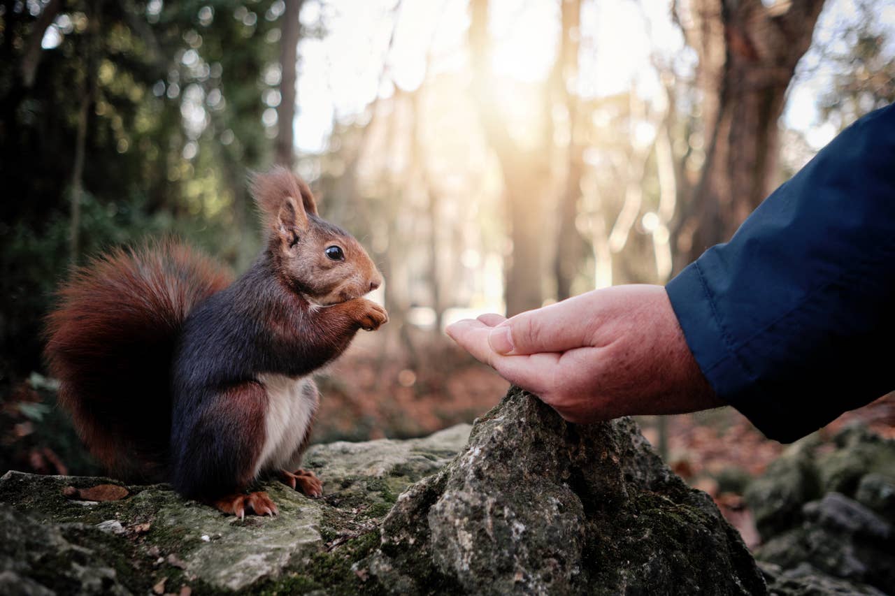 How to Befriend a Squirrel and Earn Their Trust - PetHelpful