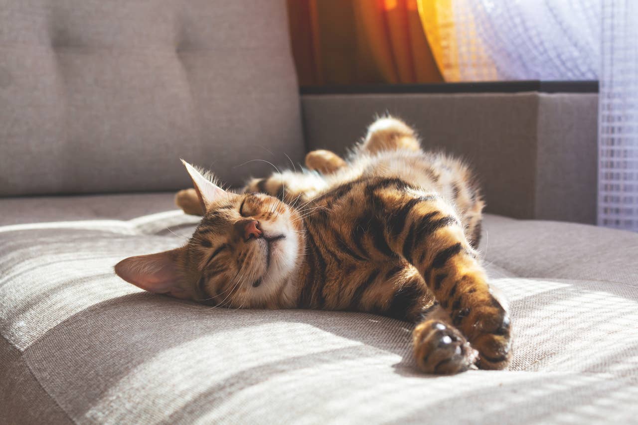 10 Ways to Get a Cat to Like and Trust You - PetHelpful