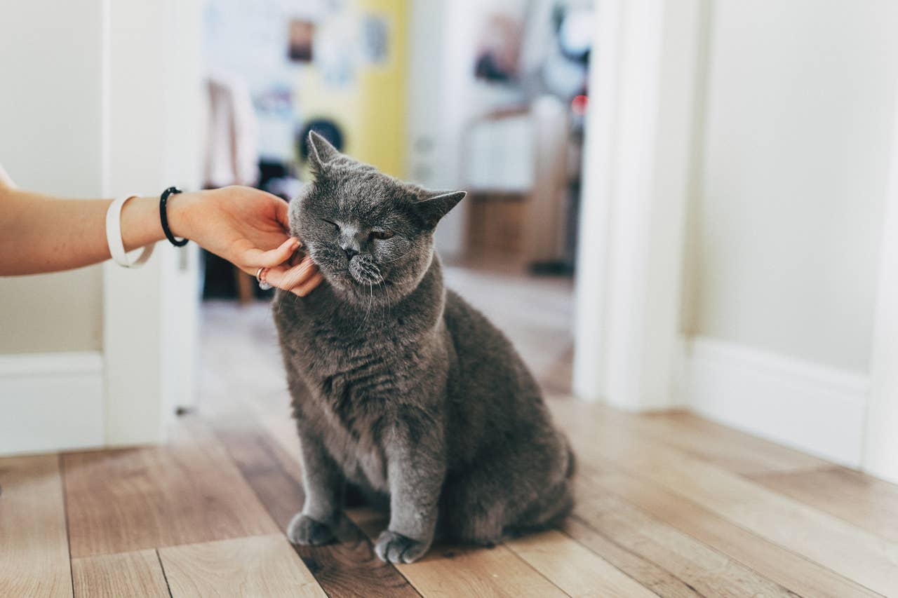10 Ways to Get a Cat to Like and Trust You - PetHelpful