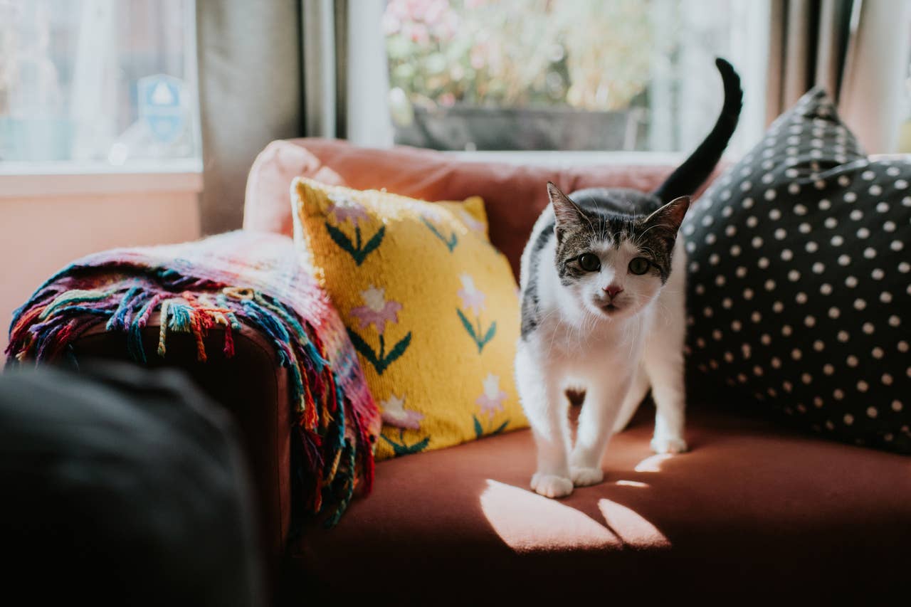 10 Ways to Get a Cat to Like and Trust You - PetHelpful