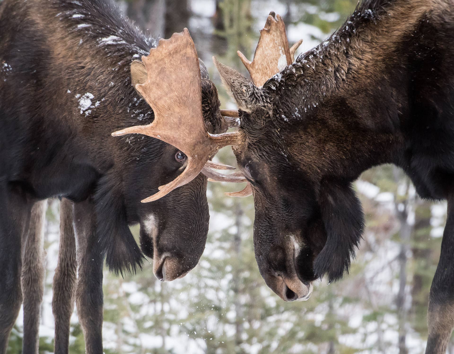 Young Moose Turn a Colorado Backyard Into Their Own Boxing Ring ...