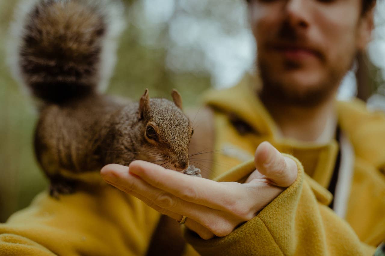 How to Befriend a Squirrel and Earn Their Trust - PetHelpful