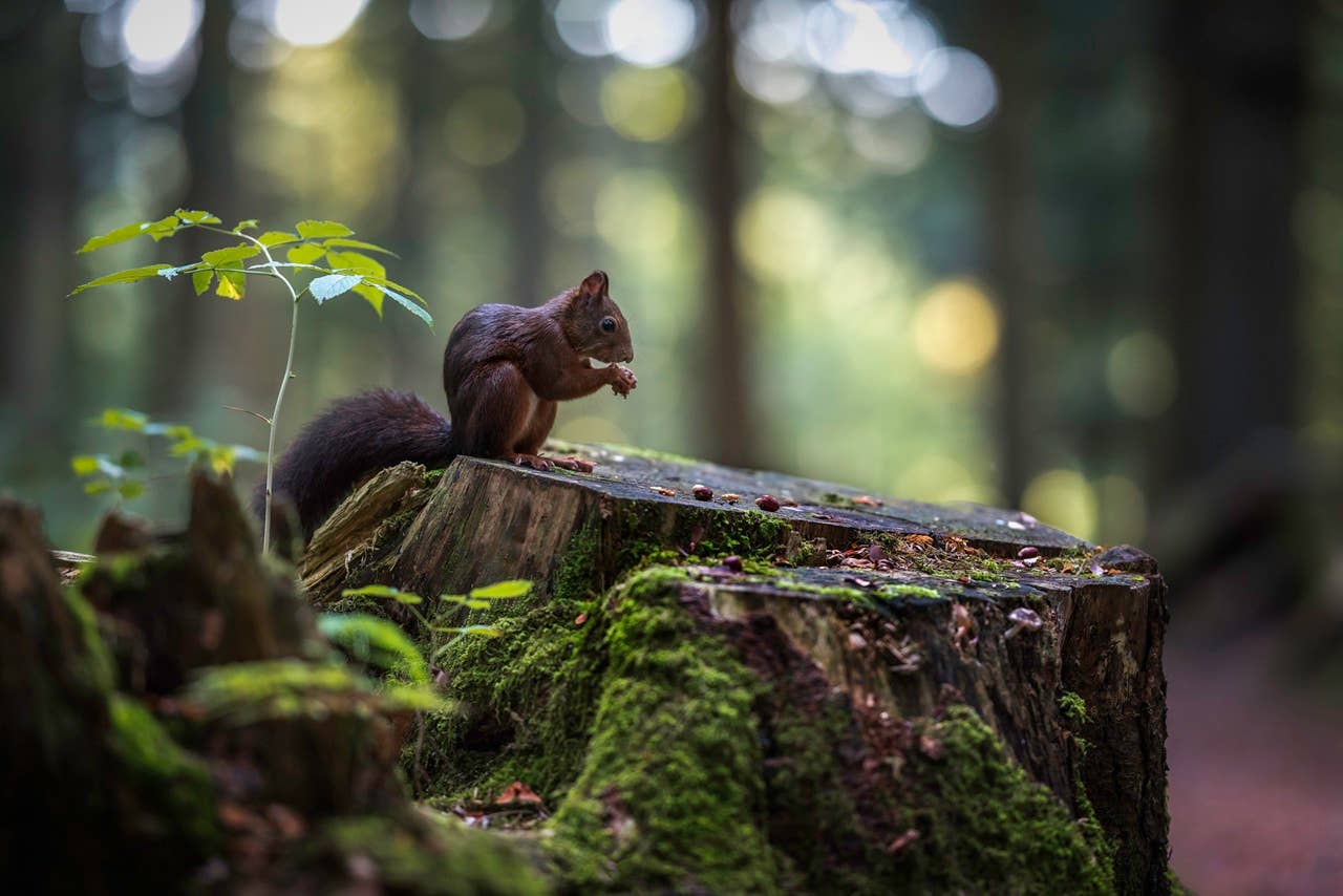 How to Befriend a Squirrel and Earn Their Trust - PetHelpful