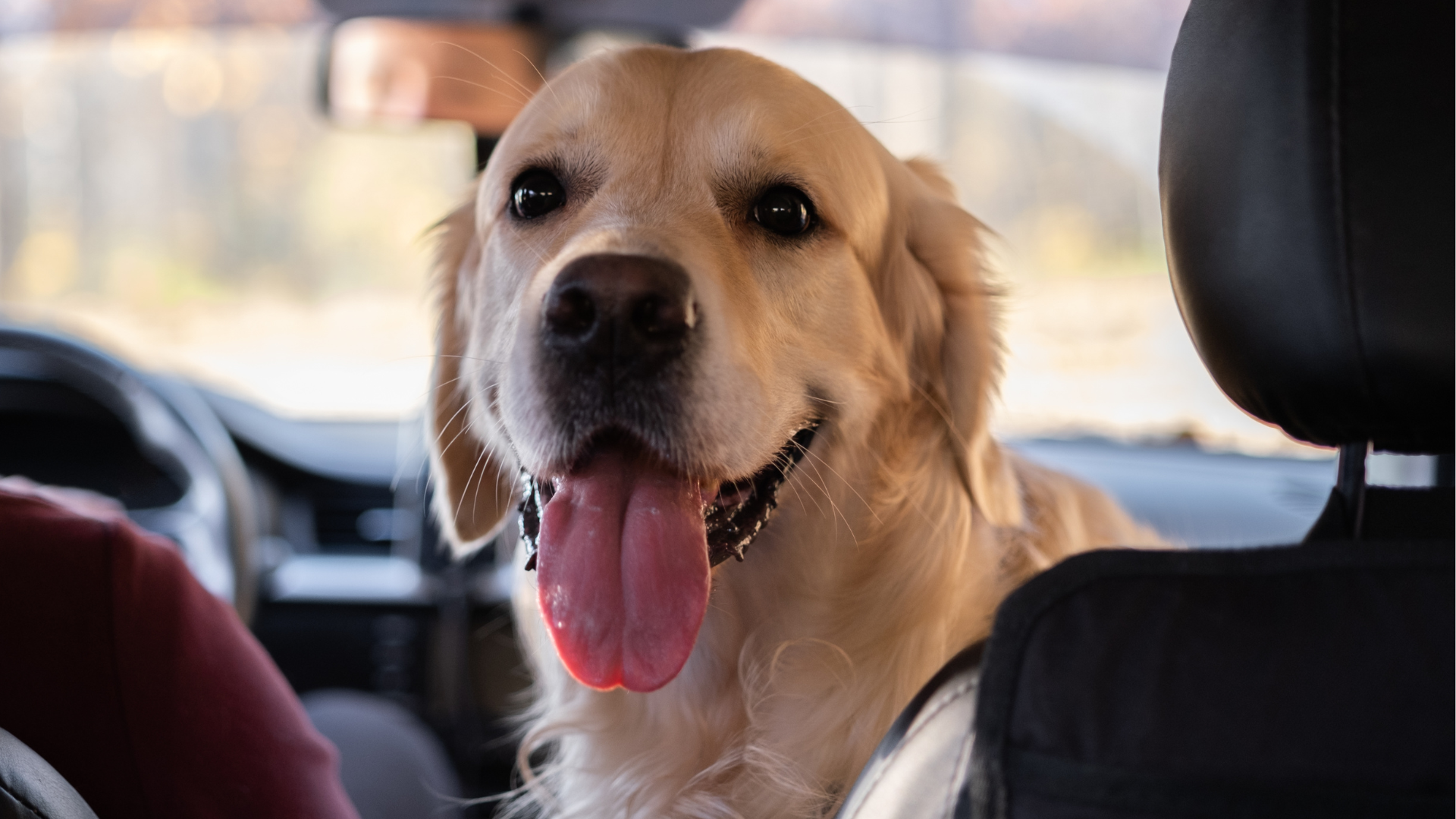 Viral 'Dog Intelligence Test' Trend Is Cracking Everyone Up - PetHelpful