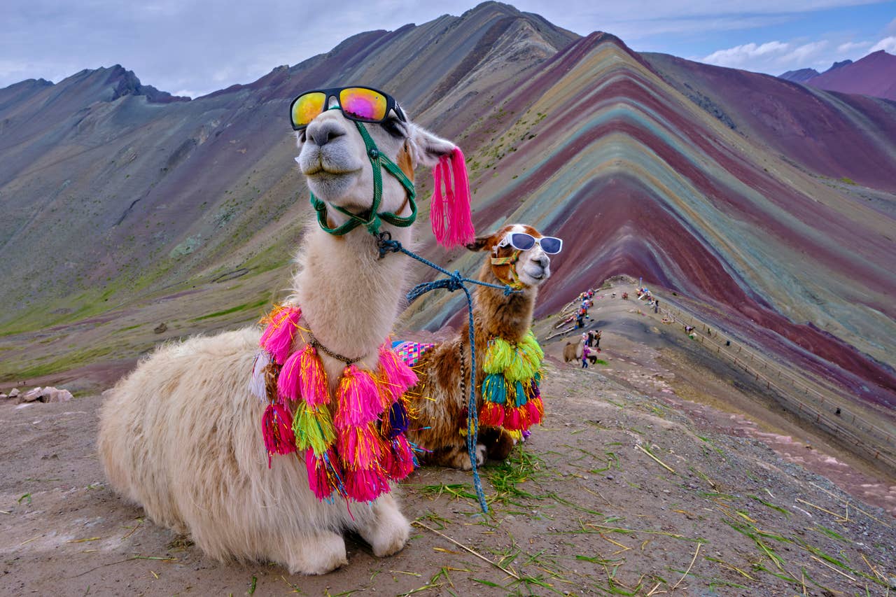250+ Cute and Funny Llama Names You'll Love - PetHelpful