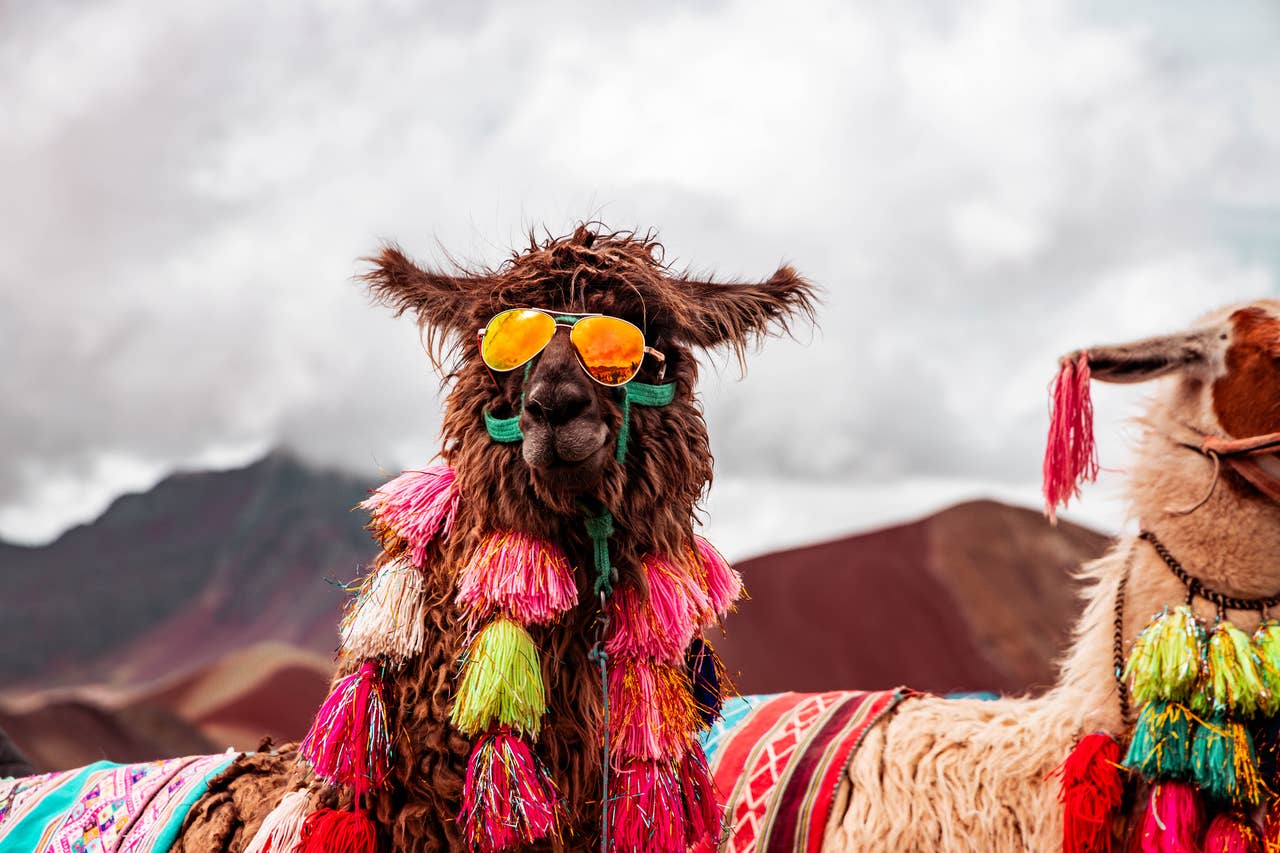 250+ Cute and Funny Llama Names You'll Love - PetHelpful