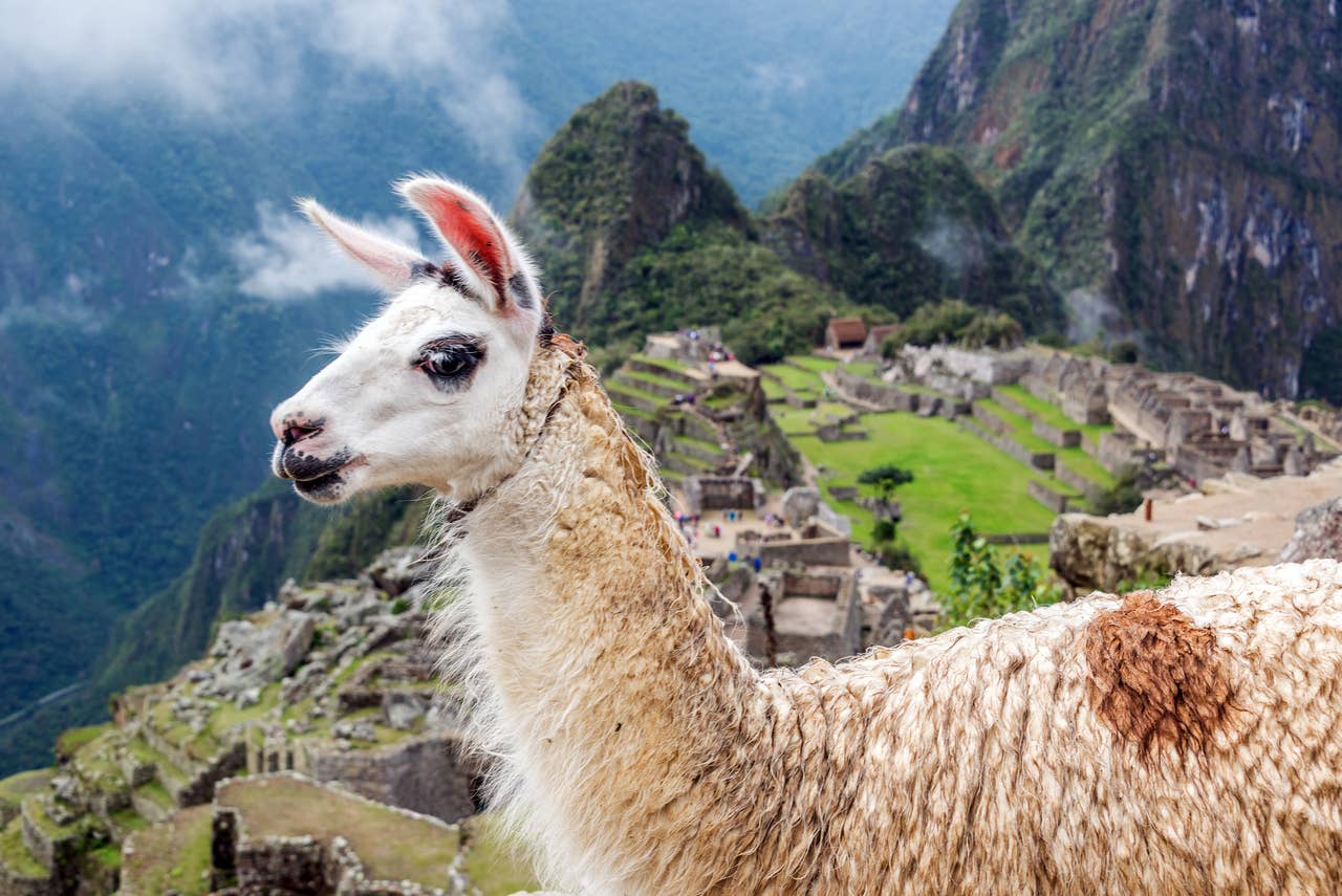 250+ Cute and Funny Llama Names You'll Love - PetHelpful