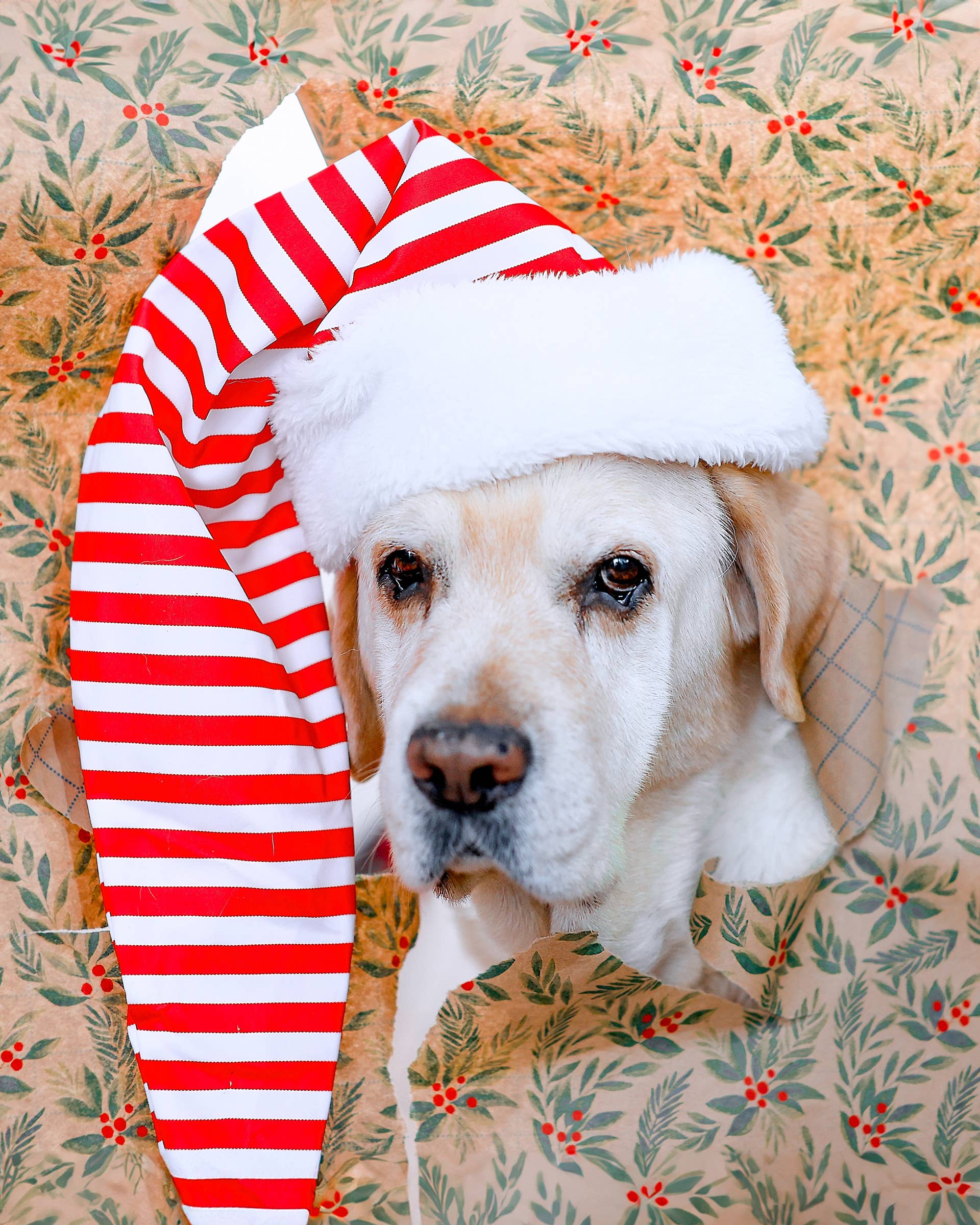 Jennifer Garner Totally Nails Viral Holiday Pet Photoshoot With Her ...