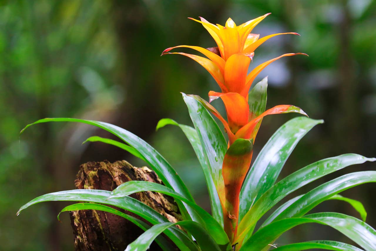 10 Houseplants Safe for Cats & Dogs (With Pictures) - PetHelpful
