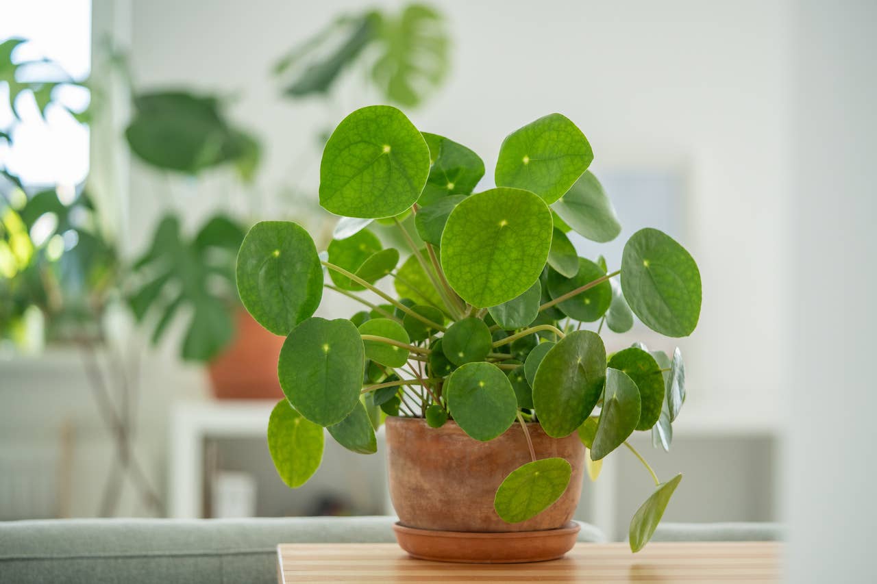 10 Houseplants Safe for Cats & Dogs (With Pictures) - PetHelpful