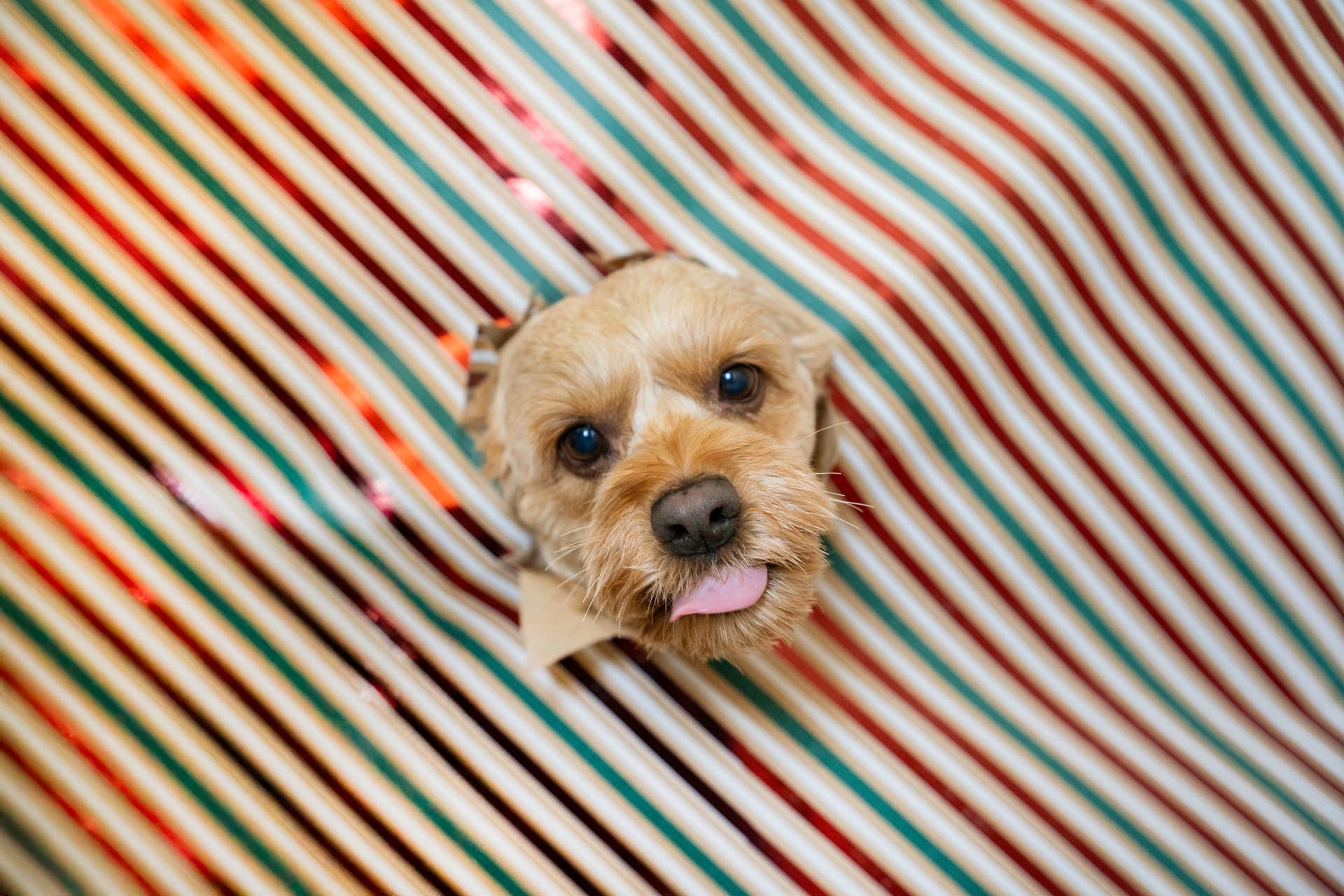 Wrapping-Paper Dog Photo Trend Is Taking Over TikTok - PetHelpful