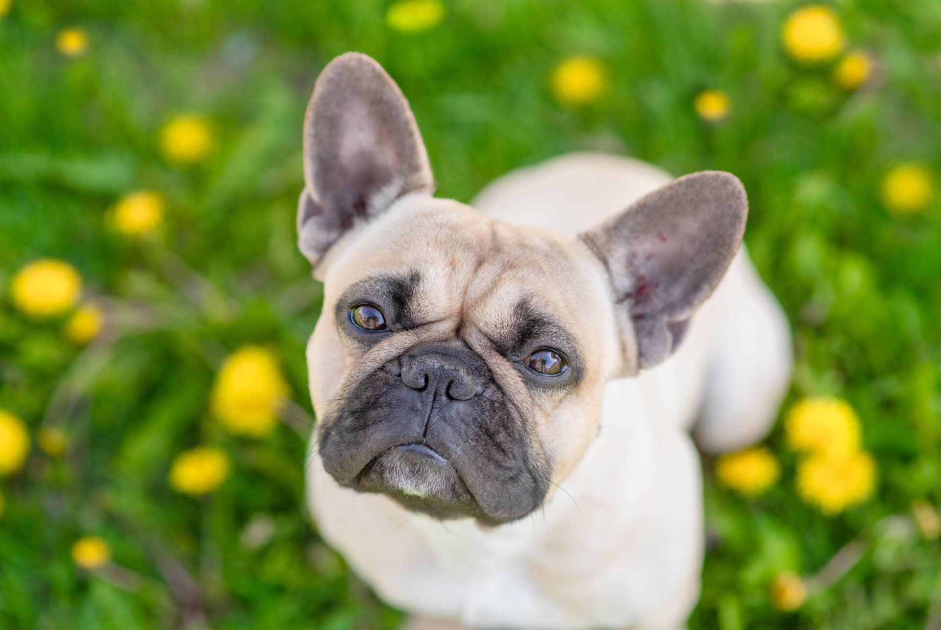 French Bulldog - PetHelpful