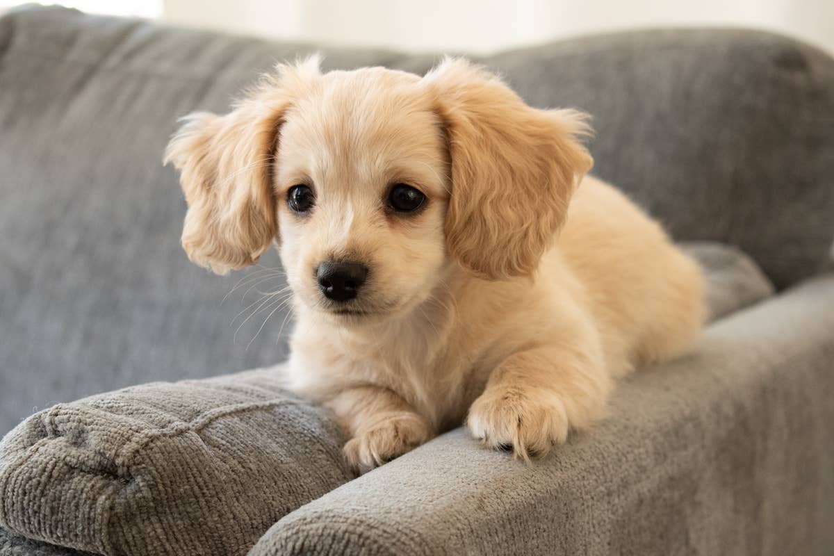 Tiny Miniature Dachshund Puppy Posing For Pictures With Santa Claus ...