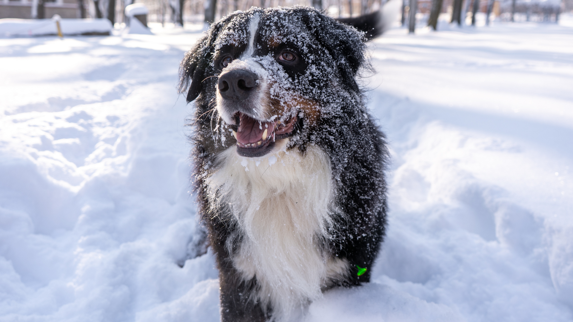 Bernese Mountain Dog Is the Picture of Zen While Refusing to Come in ...