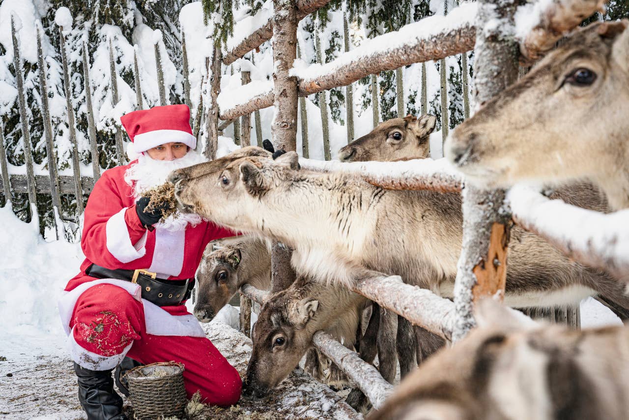 200 Best Reindeer Names of All Time (Cute, Unique & Festive) - PetHelpful