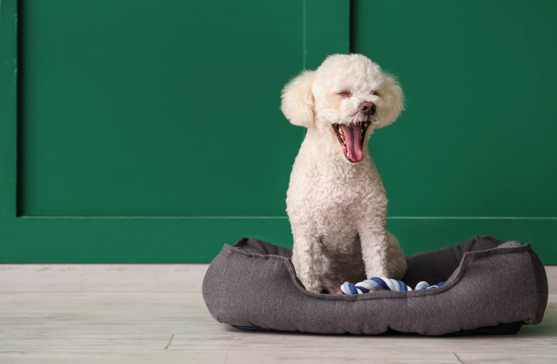 This Poodle’s Late-Night Inspections Are Comedy Gold - PetHelpful
