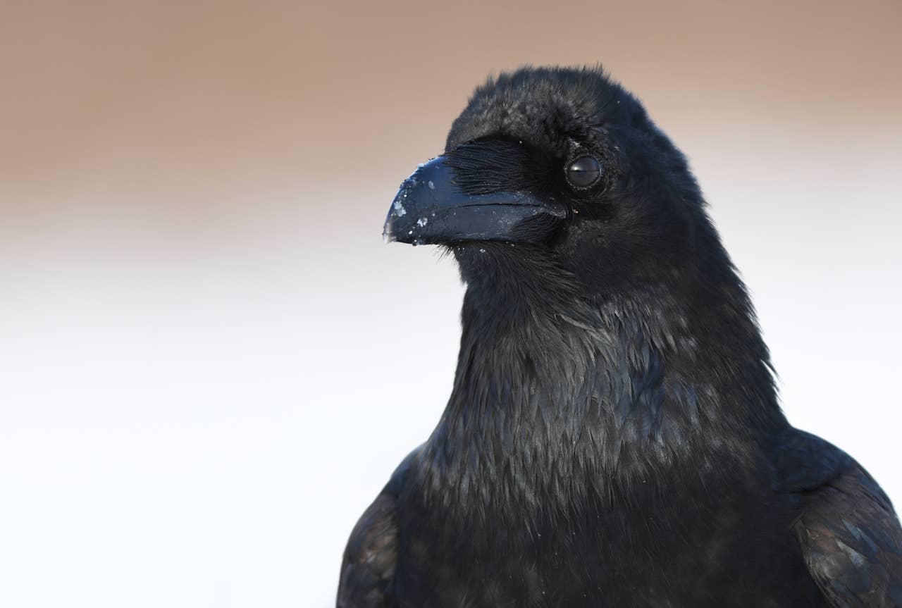 How to Befriend a Raven: Science Shows They Remember Faces - PetHelpful