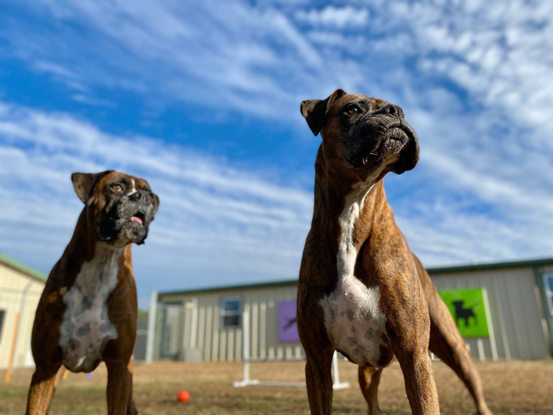 This Boxer Reuniting With His Brother Every Weekend Is Too Cute ...