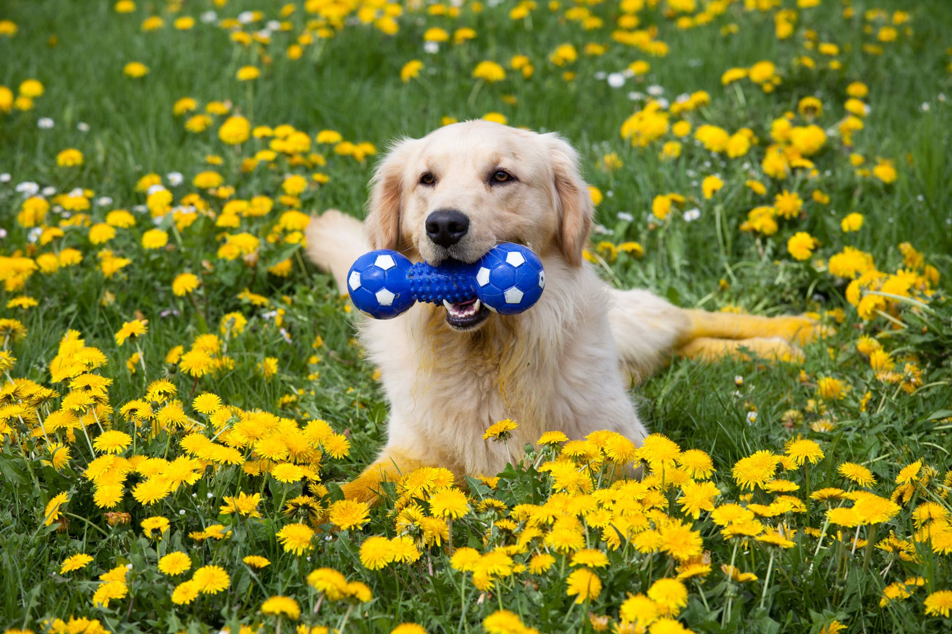 Golden Retriever Annoys His Parents With His Squeak Toy - PetHelpful