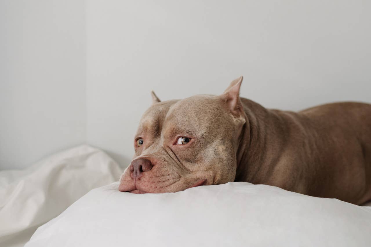 200+ Unique Brown Dog Names (Male & Female) - PetHelpful
