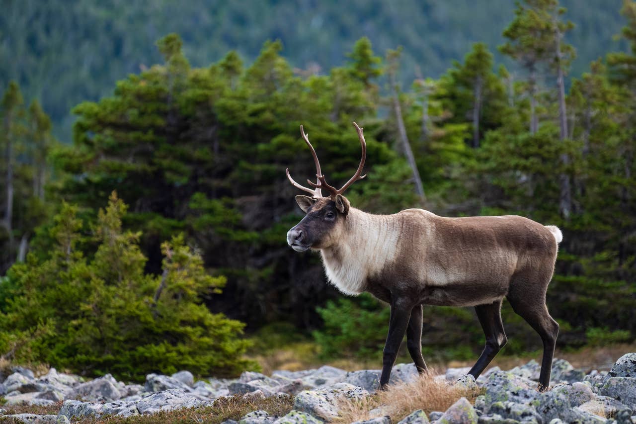 12 Fun Facts About Reindeer That Will Surprise You - PetHelpful