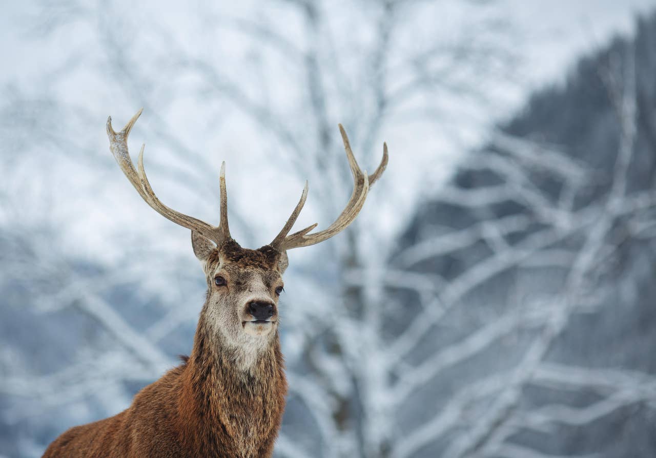 12 Fun Facts About Reindeer That Will Surprise You - PetHelpful