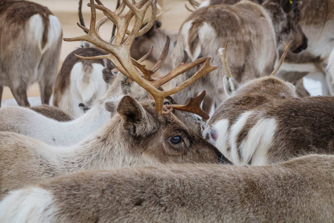 12 Fun Facts About Reindeer That Will Surprise You - PetHelpful