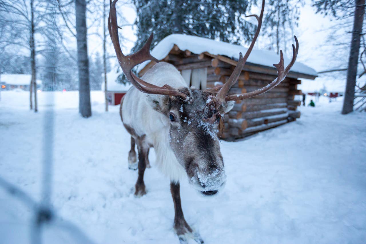 12 Fun Facts About Reindeer That Will Surprise You - PetHelpful
