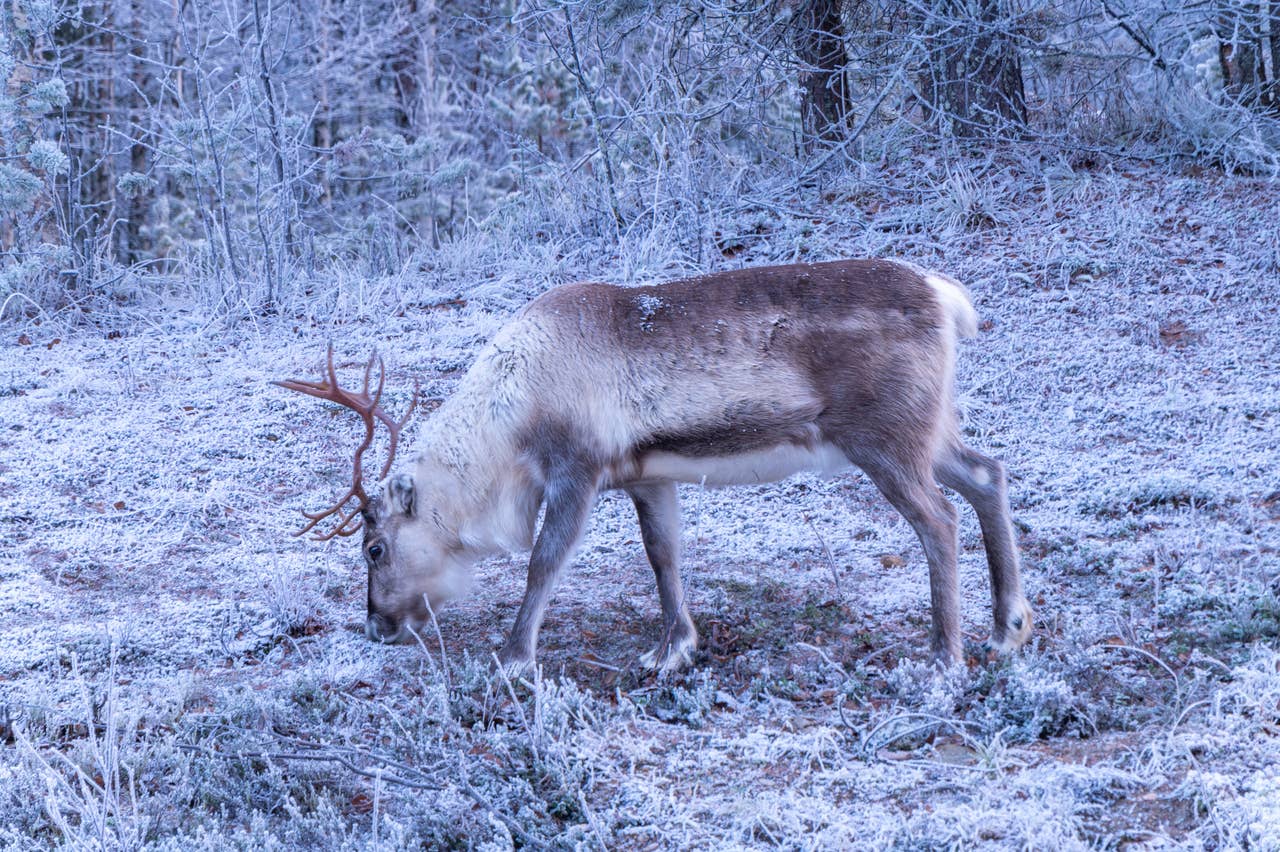 12 Fun Facts About Reindeer That Will Surprise You - PetHelpful