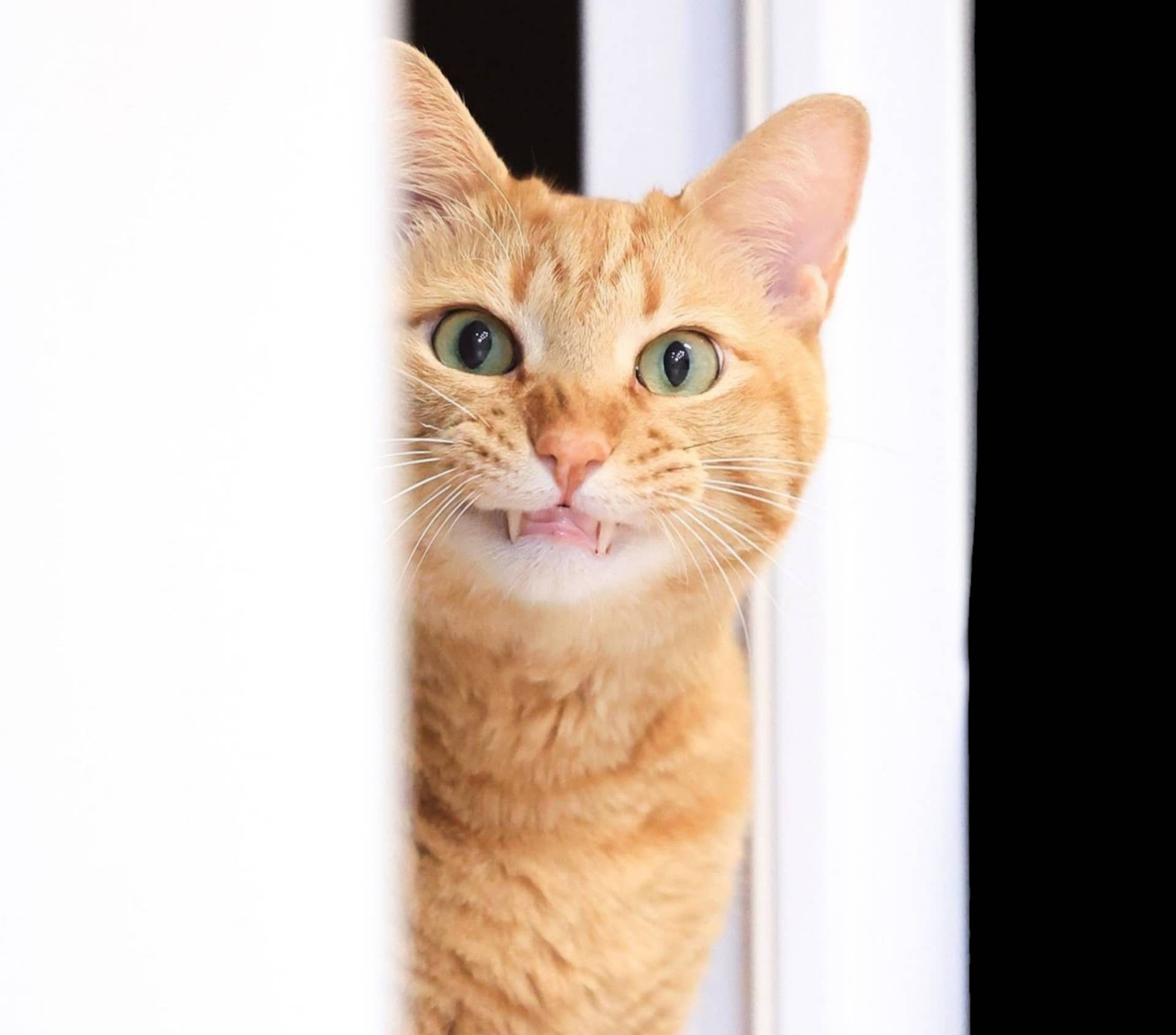 Orange Cat Starts the New Year With Ride on 'Love Train' and We're Here ...