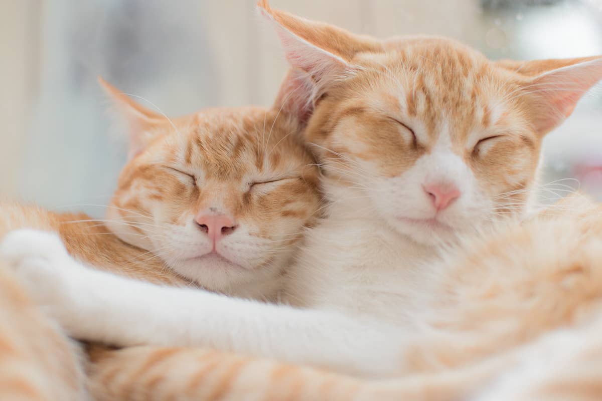 Mother Cat and Kitten Reunited After Being Adopted From the Same ...