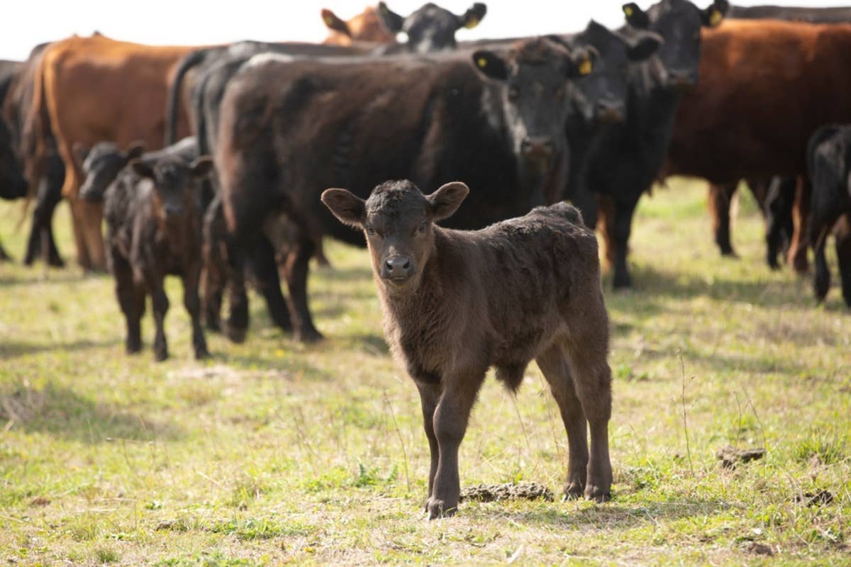Proud Mama Cow Showing off Her Brand New Baby Is Making Everybody Smile ...