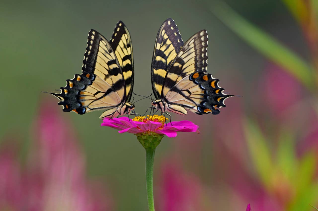 100+ Butterfly Names You'll Love - PetHelpful