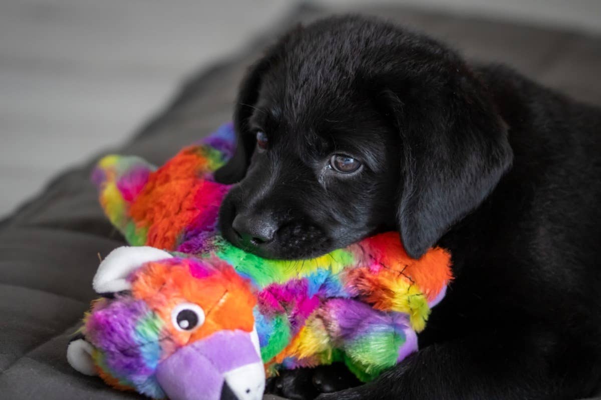 Labrador Retriever Has More Fun Playing With ‘Tummy Time’ Mat Than His ...