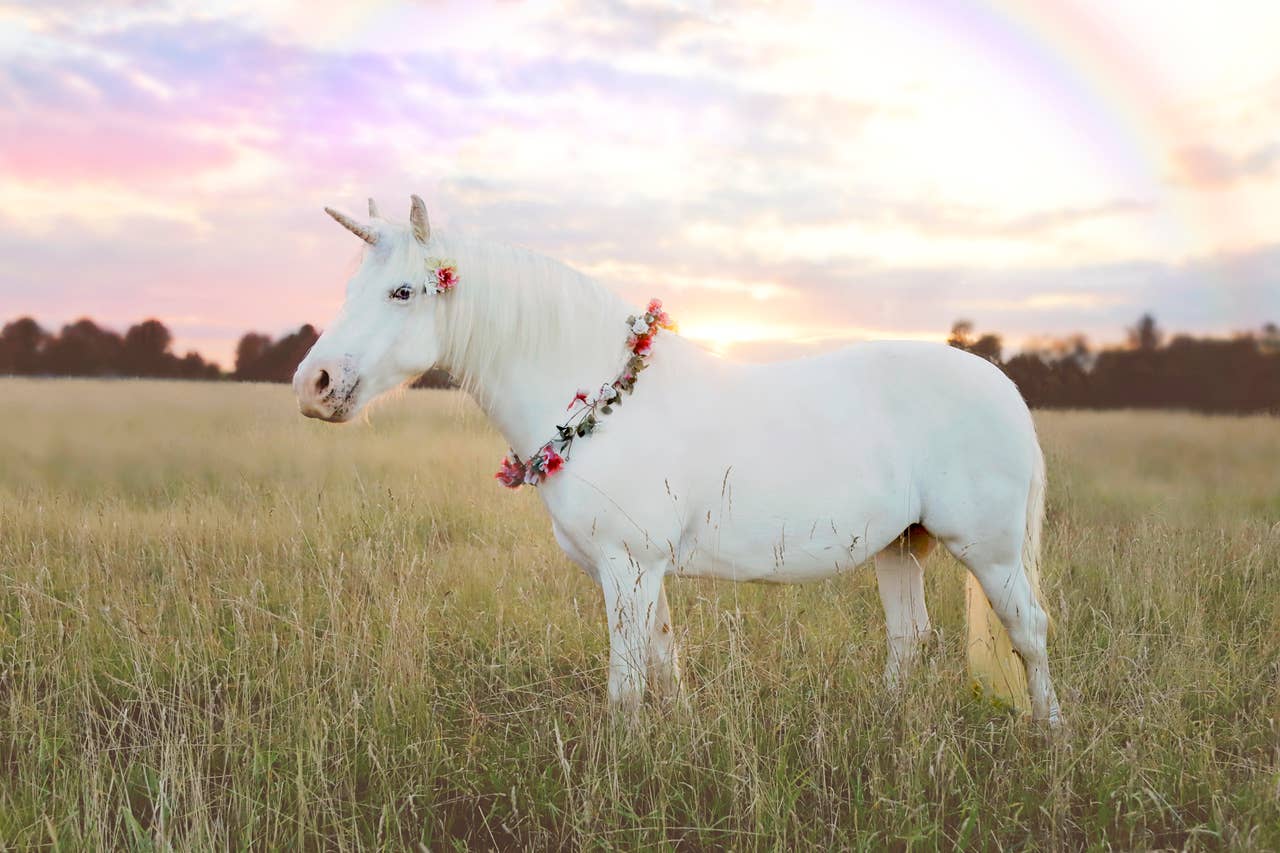 200+ Unicorn Names That Are Magical - PetHelpful