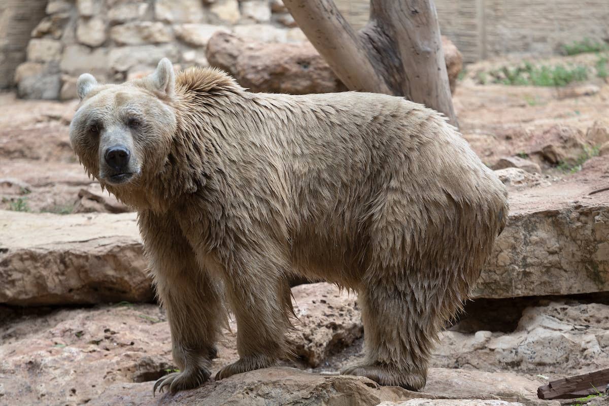 Moment Rescued Bear Family Takes First Steps Outside Has Us Crying ...