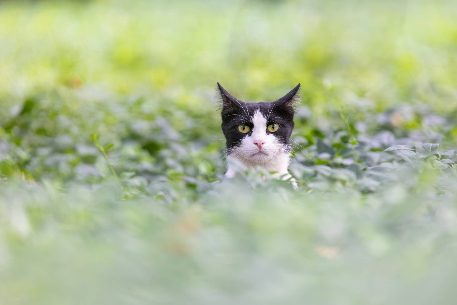 This Tuxedo Cat Has Decided There Will Be No Goals for 2026 - PetHelpful