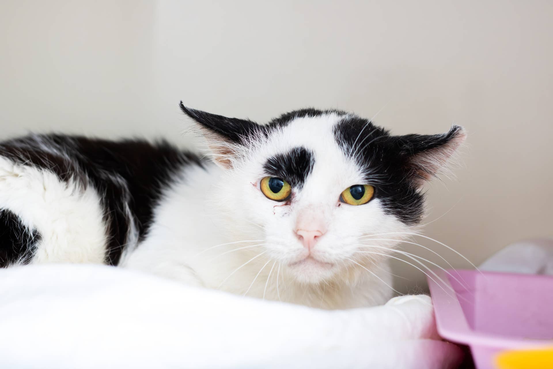 This Tuxedo Cat Has Decided There Will Be No Goals for 2026 - PetHelpful