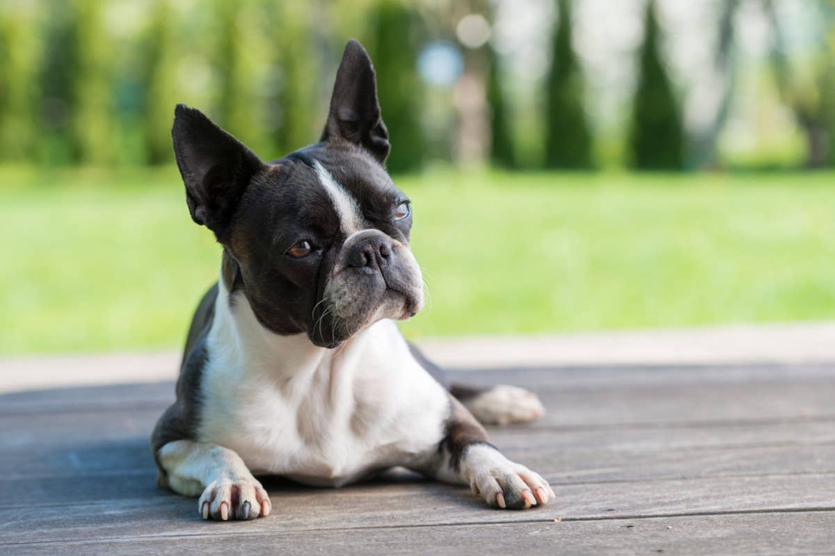 Sad Boston Terrier Deeply Bonded With Her Dad Surrendered and ...