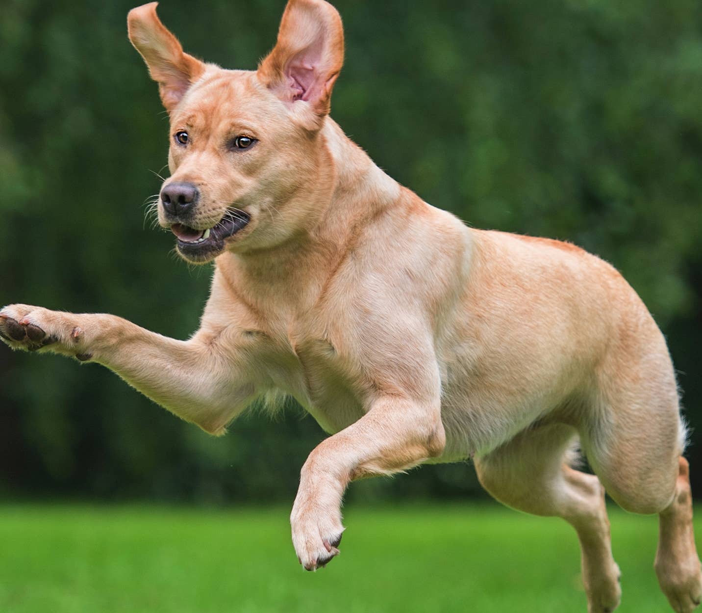 Labrador Retriever Hears K-pop and Immediately Starts Dancing - PetHelpful