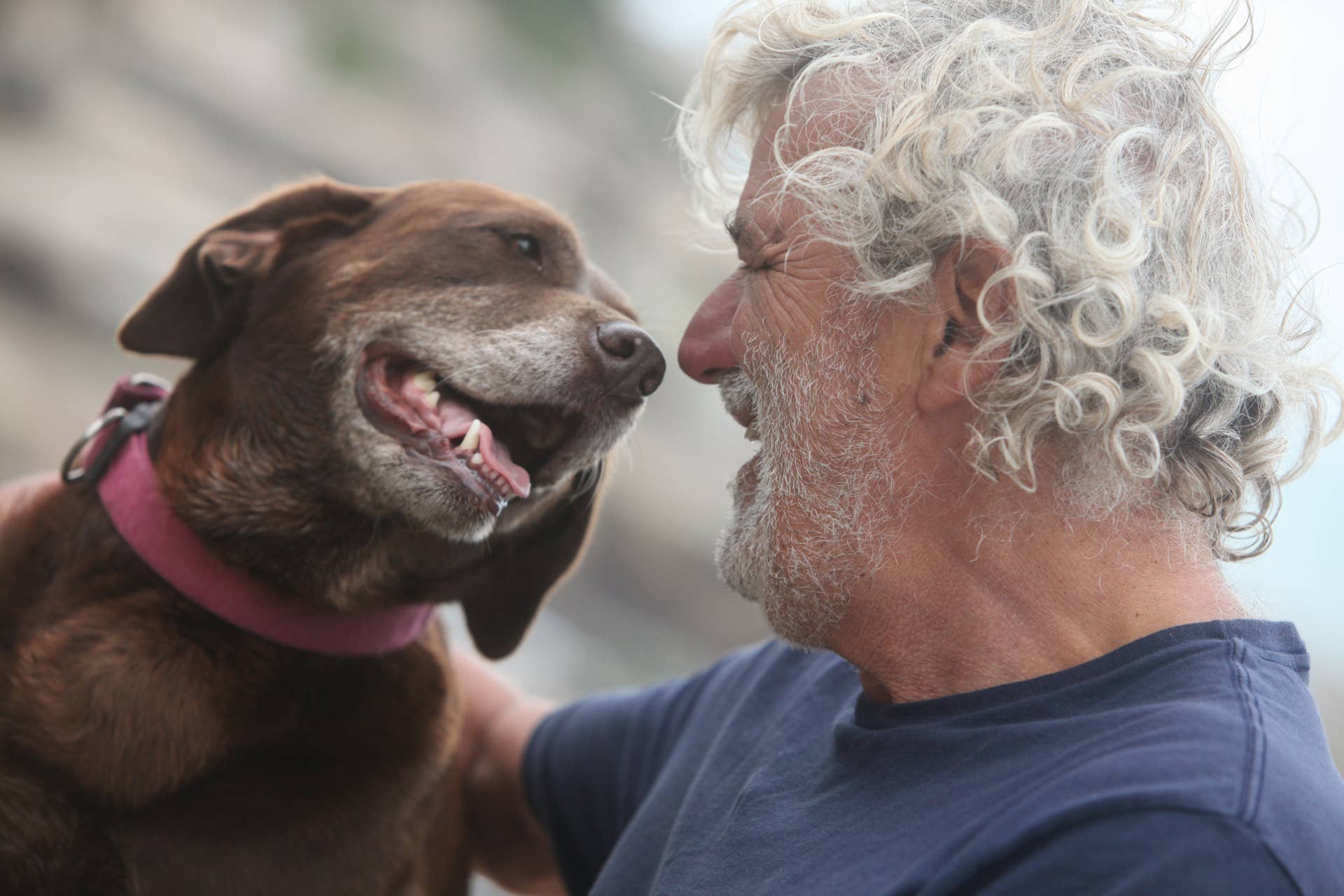 Senior Dog Reunites With Owner After a Month in Emotional TikTok ...