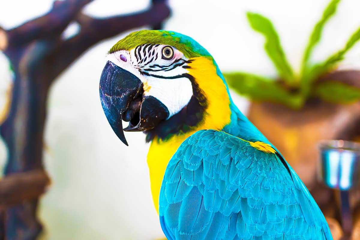 Disabled Macaw Is Able to Fly With Help From His Human Sister - PetHelpful